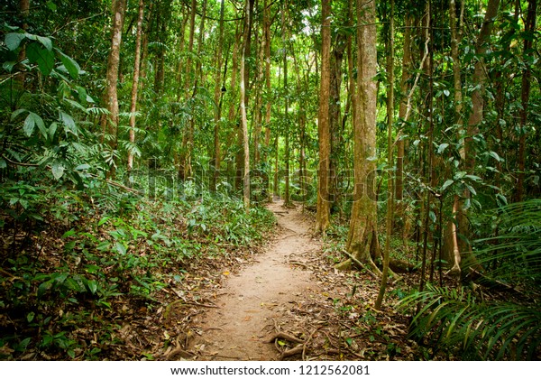 Narrow Forest Path Winding Through Rainforest Stock Photo 1212562081 ...