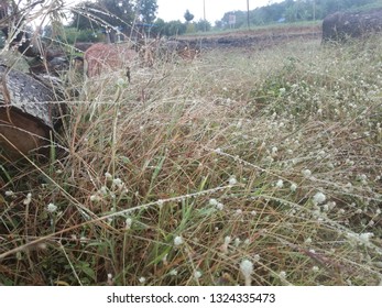 6,665 Natal grass Images, Stock Photos & Vectors | Shutterstock