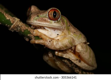 50 Natal Tree Frog Images, Stock Photos & Vectors | Shutterstock