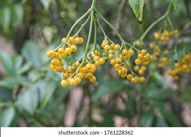 790 Native Australian Fruits Stock Photos, Images & Photography ...