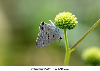 Native Bugs Plants Stock Photo 1230160123 | Shutterstock
