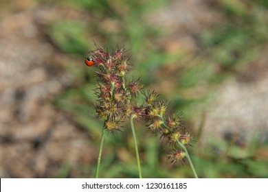 Native Bugs Plants Stock Photo 1230161185 | Shutterstock