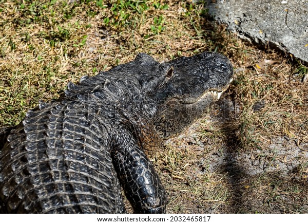 Native Florida Alligators Laying Down Stock Photo 2032465817 | Shutterstock