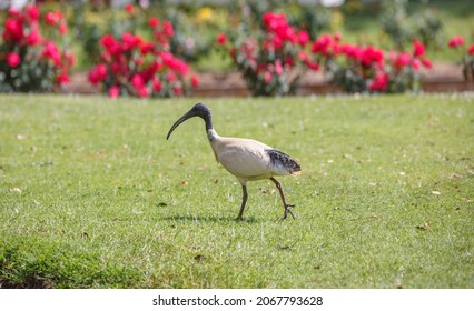 939 Native Ibis Images, Stock Photos & Vectors | Shutterstock