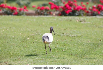 939 Native Ibis Images, Stock Photos & Vectors | Shutterstock