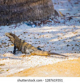 465 imágenes de Belize lizards - Imágenes, fotos y vectores de stock ...