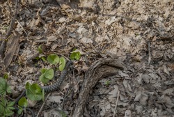 Nikolsky's adder featuring nikolskys, adder, and forest-steppe, an ...