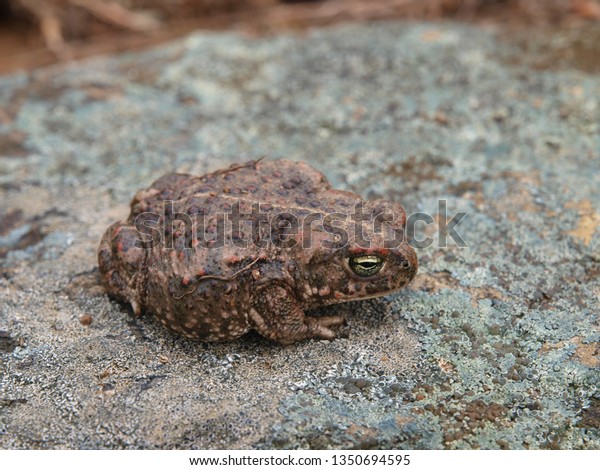 Natterjack Running Toad Stock Photo 1350694595 | Shutterstock
