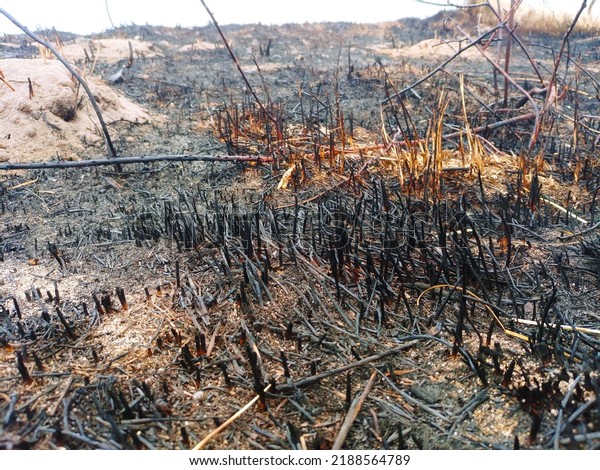Natural Disaster Forest Fire Burnt Effect Stock Photo 2188564789 ...