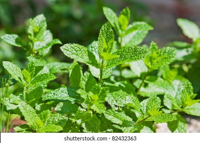 248,792 Mint plant Images, Stock Photos & Vectors | Shutterstock