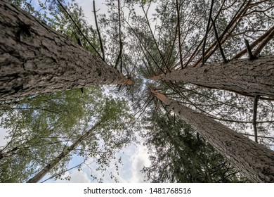 Natural Perspective Trees Evolving Towards Sky Stock Photo 1481768516 ...