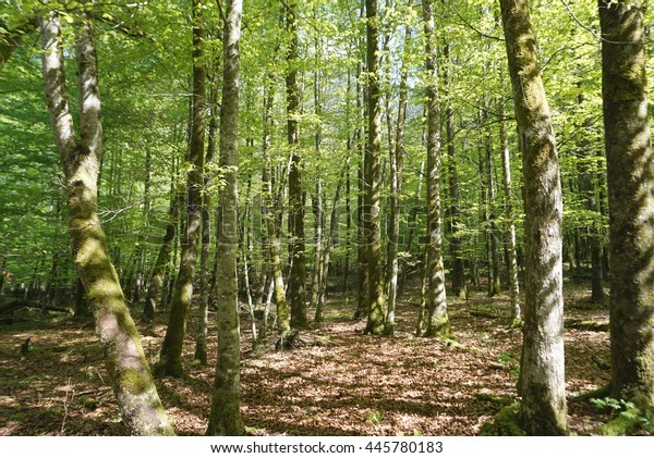 Natural Pine Tree Forest Light Background Stock Photo 445780183 ...