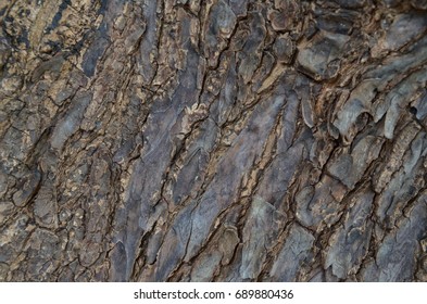 Natural Rugged Patterns Trees Background Stock Photo 689880436 ...