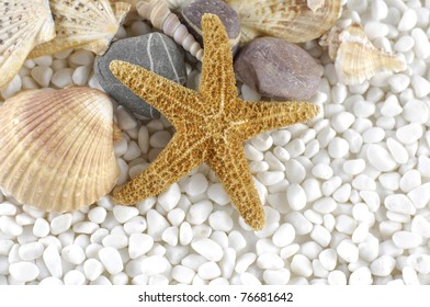 Starshell Images, Stock Photos & Vectors | Shutterstock
