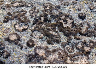 Natural Texture Abstract Natural Background Stock Photo 1014295501 ...