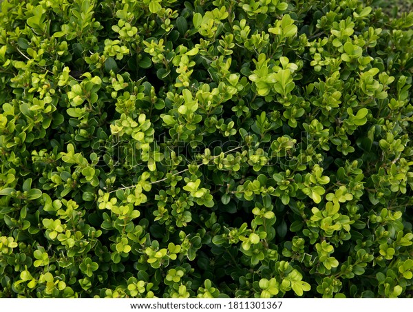 Natural Texture Pattern Shrubs Closeup View Stock Photo 1811301367 ...
