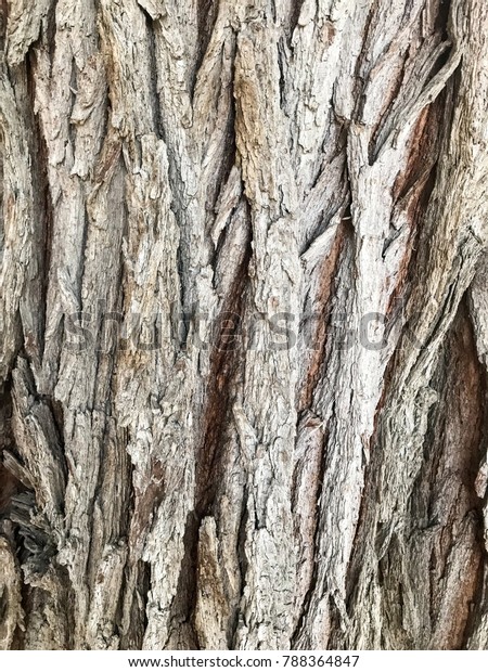 Natural Tree Texture Background Stock Photo 788364847 | Shutterstock