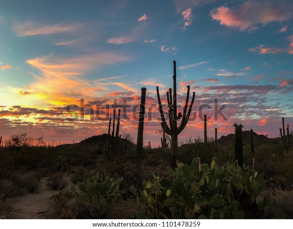 Nature Dramatic Desert Cactus Sunset Stock Photo 1101478259 | Shutterstock