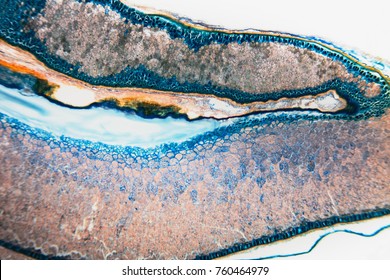 56 Weevil Rye Images, Stock Photos & Vectors | Shutterstock