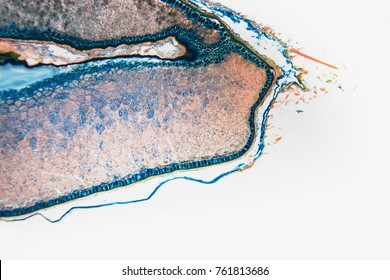 56 Weevil Rye Images, Stock Photos & Vectors | Shutterstock