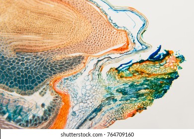 56 Weevil Rye Images, Stock Photos & Vectors | Shutterstock
