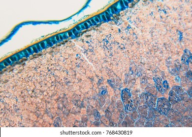 56 Weevil Rye Images, Stock Photos & Vectors | Shutterstock