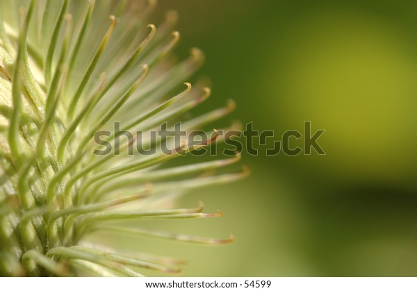 664 Velcro Plant Images, Stock Photos & Vectors | Shutterstock