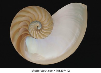 Chambered Nautilus Shell Cutaway Isolated On Stock Photo 20165029 ...