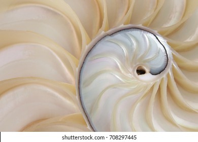 Amazing Fibonacci Pattern Nautilus Shell Stock Photo (Edit Now) 76794007