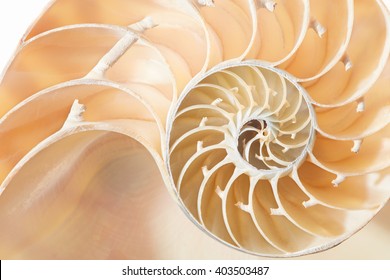 216 Sacred geometry nautilus Images, Stock Photos & Vectors | Shutterstock