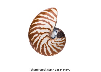 Nautilus Shell High Resolution Image Nautilus Foto Stok 1358454590 ...