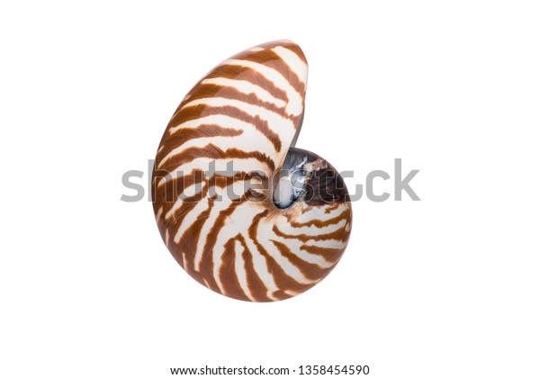 Nautilus Shell High Resolution Image Nautilus Stock Photo (Edit Now ...