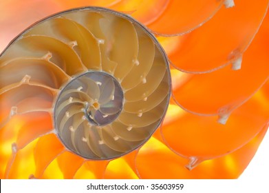 Nautilus Shell Section PPT template 59 | CrystalGraphics