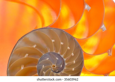 Nautilus Shell Section PPT template 62 | CrystalGraphics