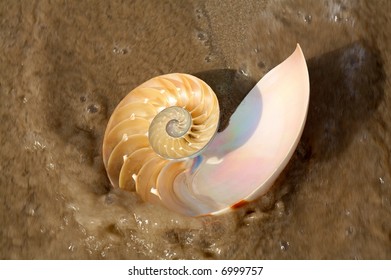 Backlit Inside Nautilus Shell Stock Photo 6944197 | Shutterstock