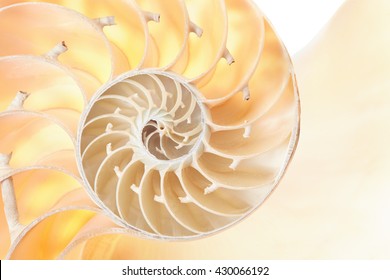 216 Sacred geometry nautilus Images, Stock Photos & Vectors | Shutterstock