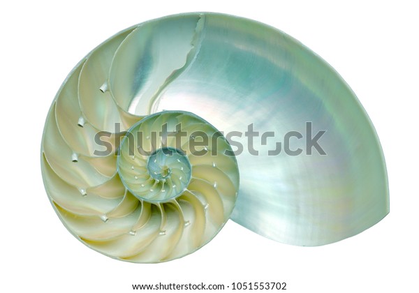 Nautilus Shell Section Isolated On Black Stock Photo (Edit Now) 1051553702