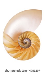 6,847 Split shell Images, Stock Photos & Vectors | Shutterstock