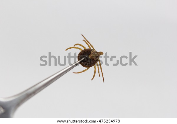 Naval Research Testing Ticks Stock Photo (Edit Now) 475234978