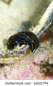 63 Mudflat Snail Images, Stock Photos & Vectors | Shutterstock