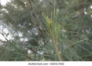 Needleleaf: imágenes, fotos de stock y vectores | Shutterstock