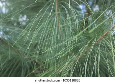Needleleaf Images, Stock Photos & Vectors | Shutterstock
