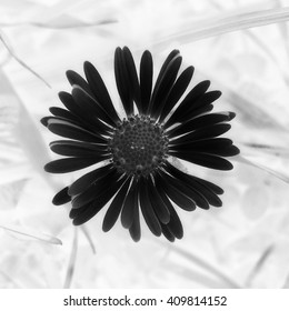 Negative Edit Daisy Stock Photo 409814152 | Shutterstock
