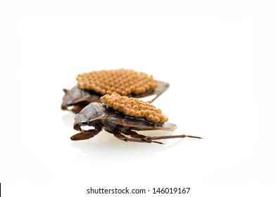 Negative Sub Bugs On White Background Stock Photo 146019167 | Shutterstock