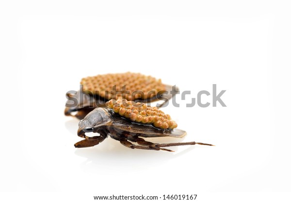 Negative Sub Bugs On White Background Stock Photo 146019167 | Shutterstock
