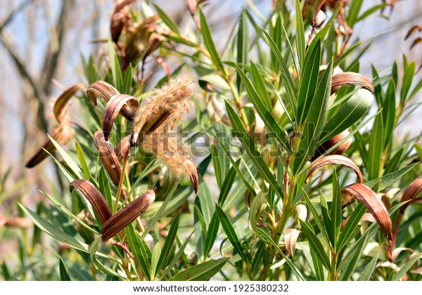 Nerium Oleander Open Fruit Seeds Stock Photo 1925380232 | Shutterstock