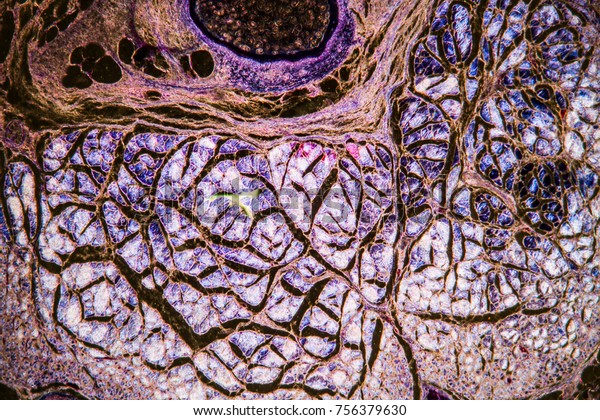 Nerve Cells Under Microscope Stock Photo 756379630 | Shutterstock