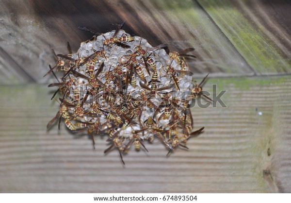Nest Under Dock Stock Photo 674893504 | Shutterstock