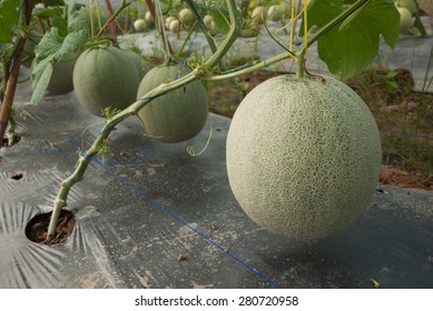 4,233 Japanese melon greenhouse Images, Stock Photos & Vectors ...