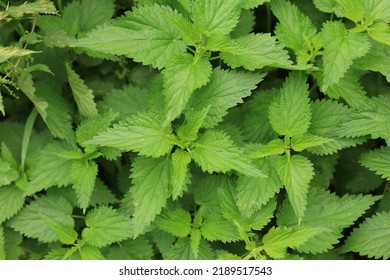 Nettle Fluffy Green Leaves Background Plant Stock Photo 2189517543 ...